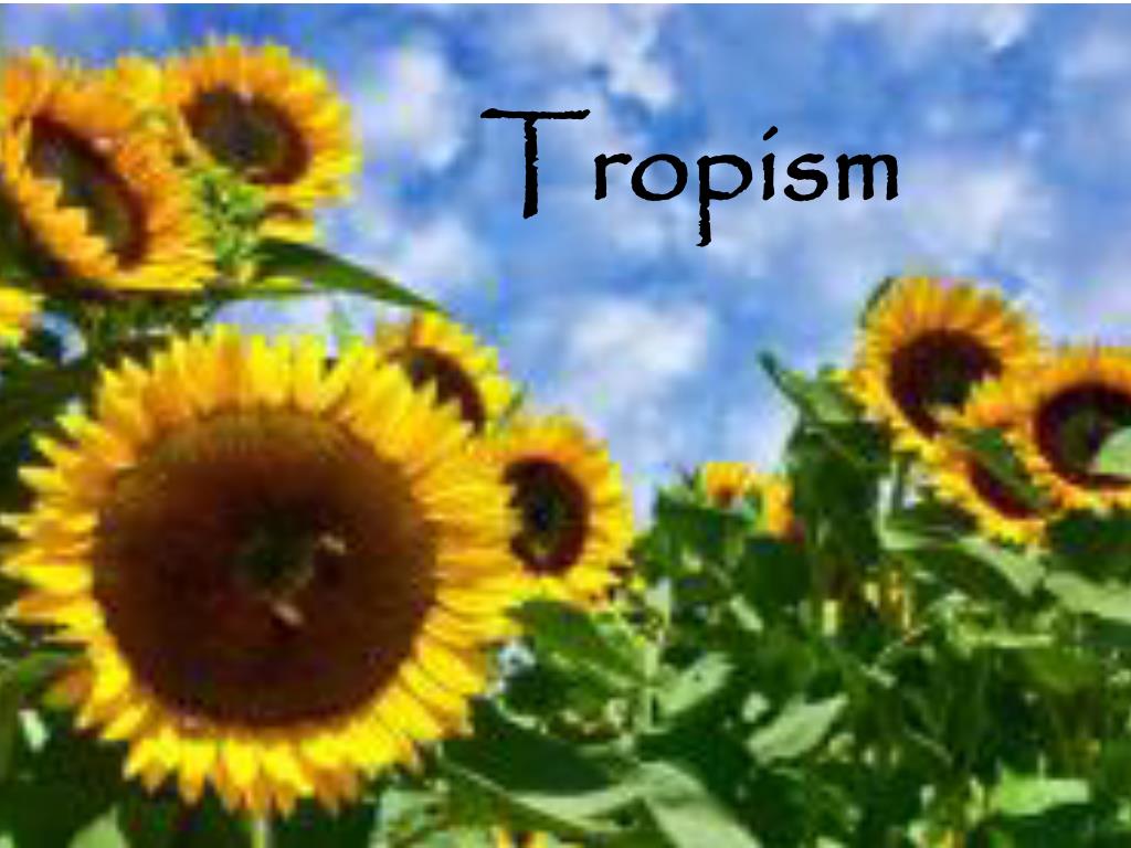 PPT - Tropism PowerPoint Presentation, free download - ID:2174120