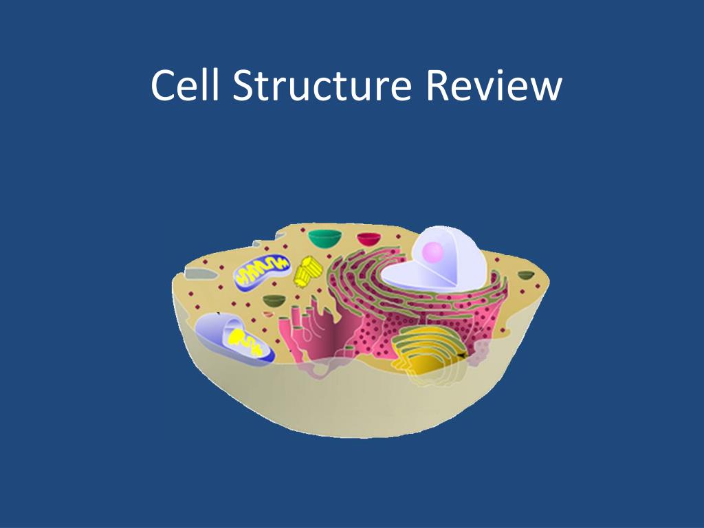 PPT - Cell Structure Review PowerPoint Presentation, free download - ID ...