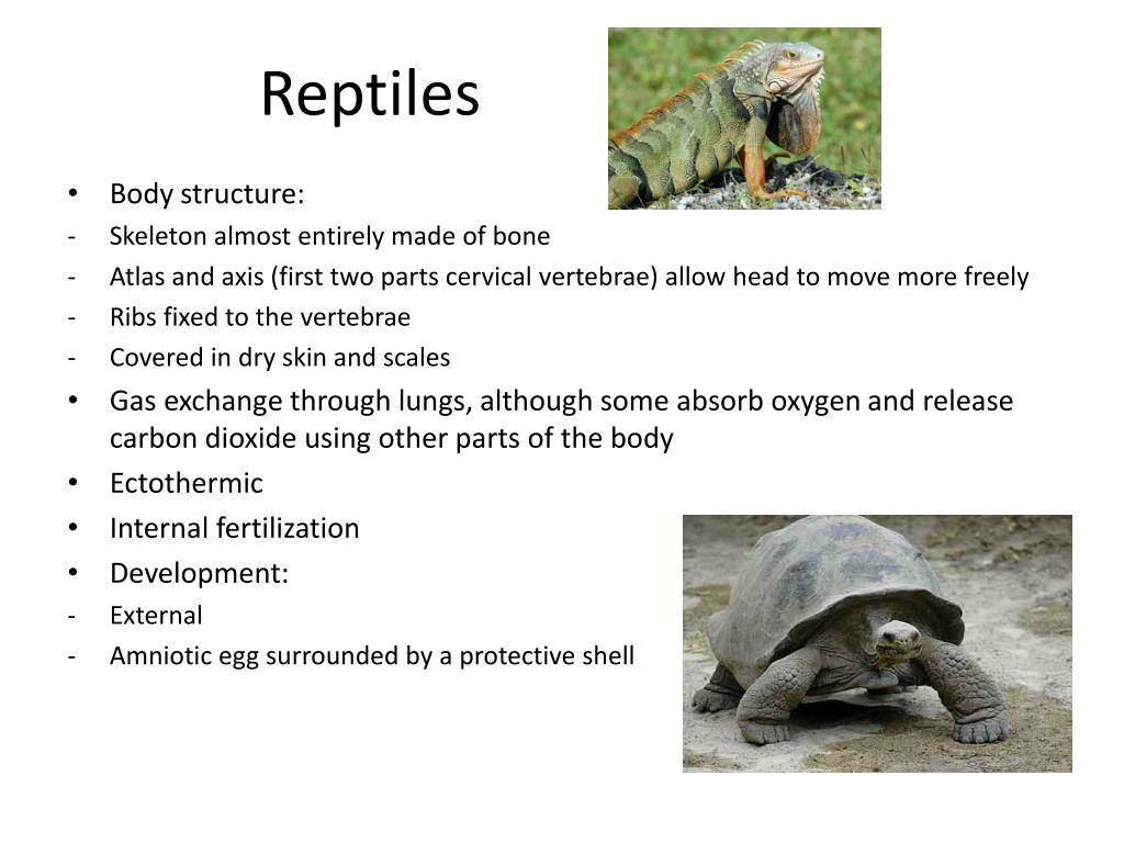 PPT - Reptiles PowerPoint Presentation, free download - ID:2176401