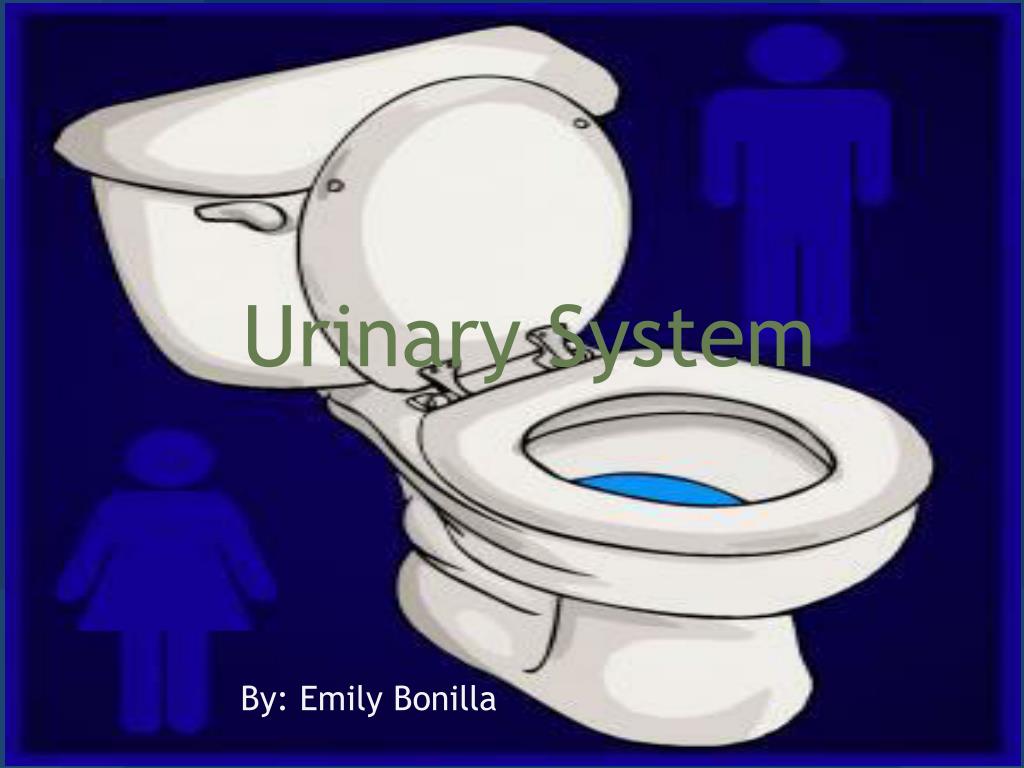 PPT - Urinary System PowerPoint Presentation, free download - ID:2176610