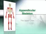 PPT - Appendicular Skeleton PowerPoint Presentation, free download - ID:2402567