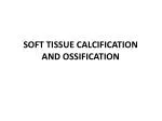 PPT - Bone Ossification PowerPoint Presentation, free download - ID:967643