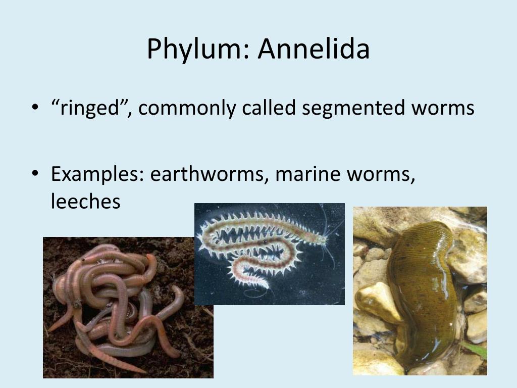 PPT - Phylum: Annelida PowerPoint Presentation, free download - ID:2177326