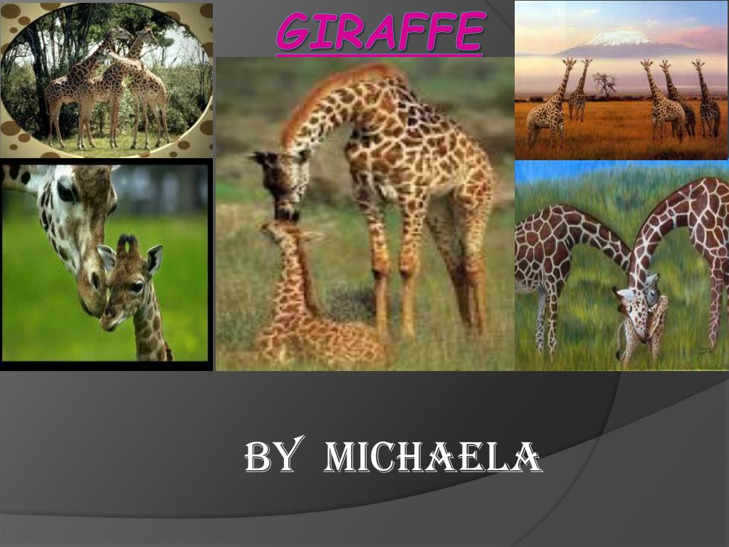 PPT - GIRAFFE PowerPoint Presentation, free download - ID:2177562