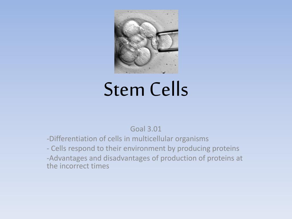 PPT - Stem Cells PowerPoint Presentation, free download - ID:2177828