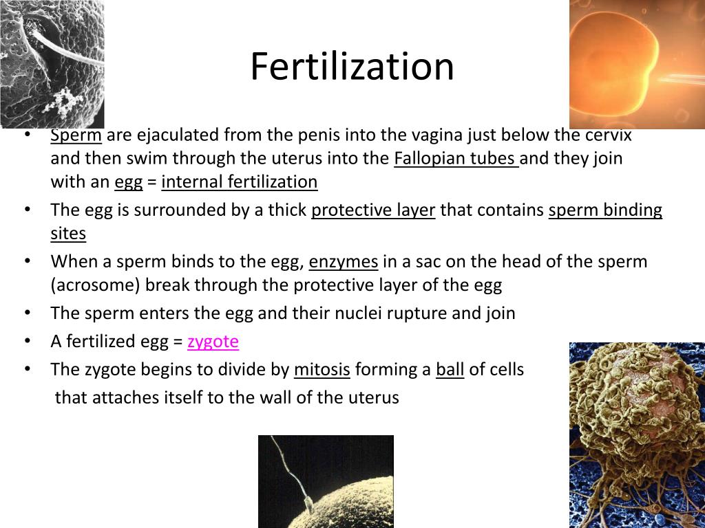 PPT - Fertilization PowerPoint Presentation, free download - ID:2177966