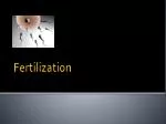 PPT - Fertilization PowerPoint Presentation, free download - ID:2148008