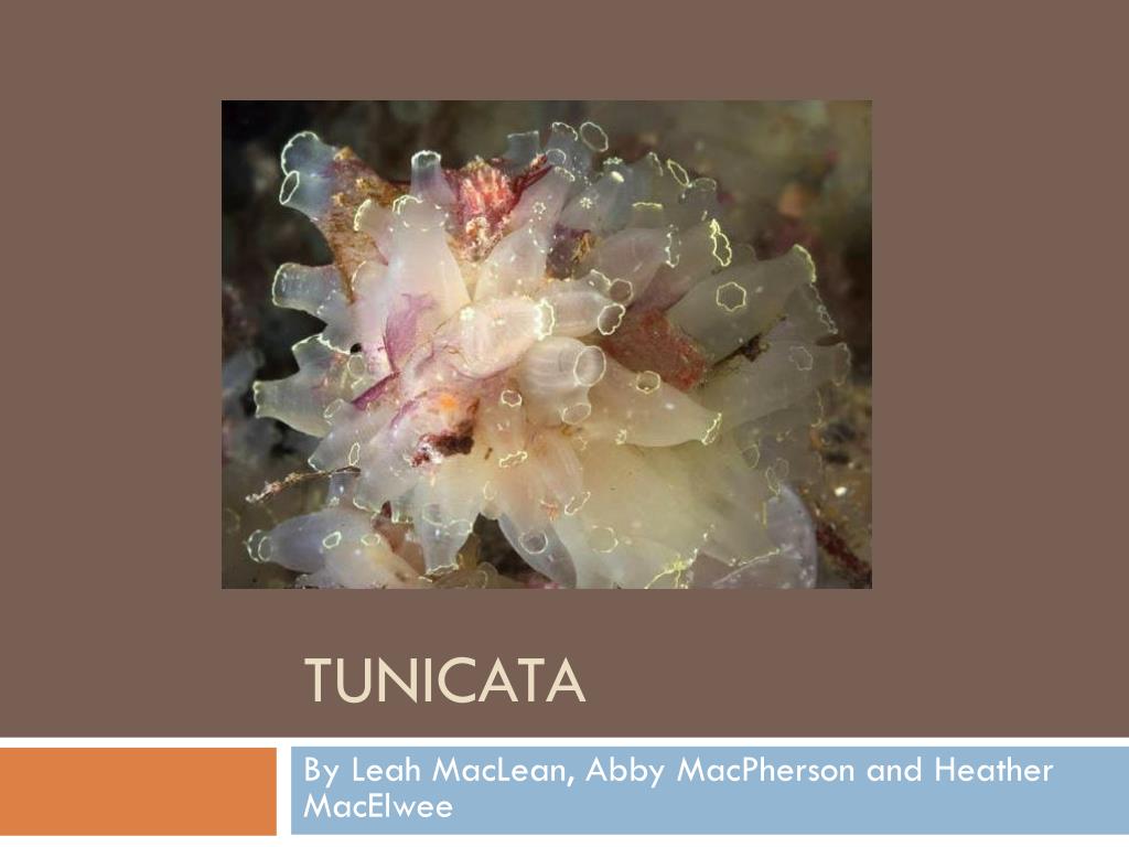 PPT - Tunicata PowerPoint Presentation, free download - ID:2178992