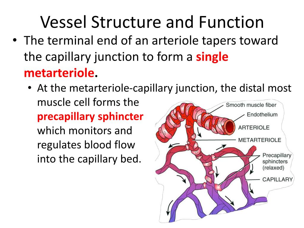 PPT - Vessel Structure and Function PowerPoint Presentation, free ...