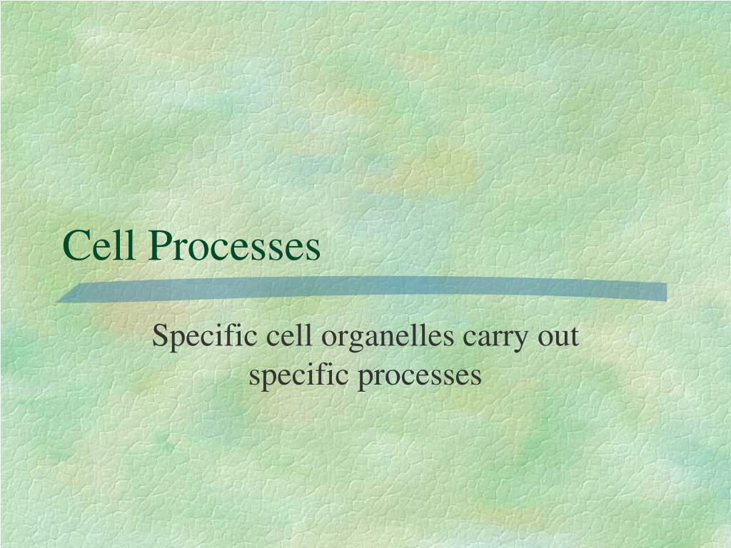 PPT - Cell Processes PowerPoint Presentation, free download - ID:2180241