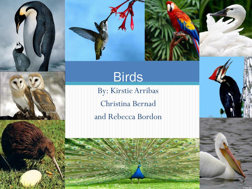 PPT - Birds PowerPoint Presentation, free download - ID:2180261