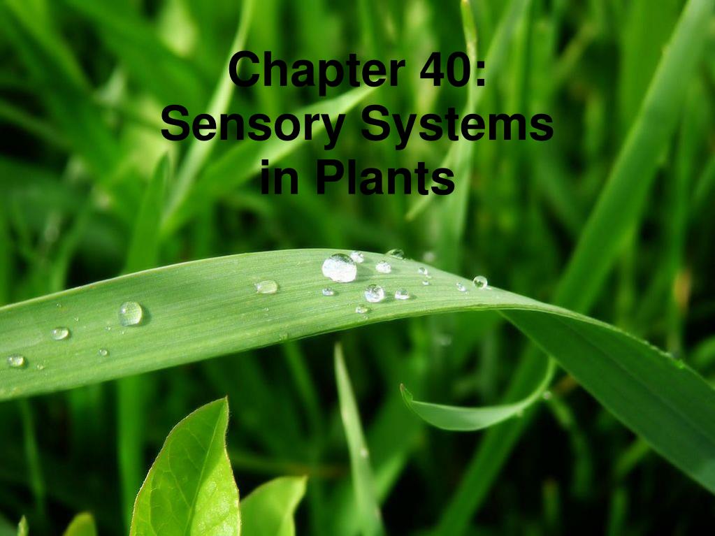PPT - Chapter 40: Sensory Systems in Plants PowerPoint Presentation ...