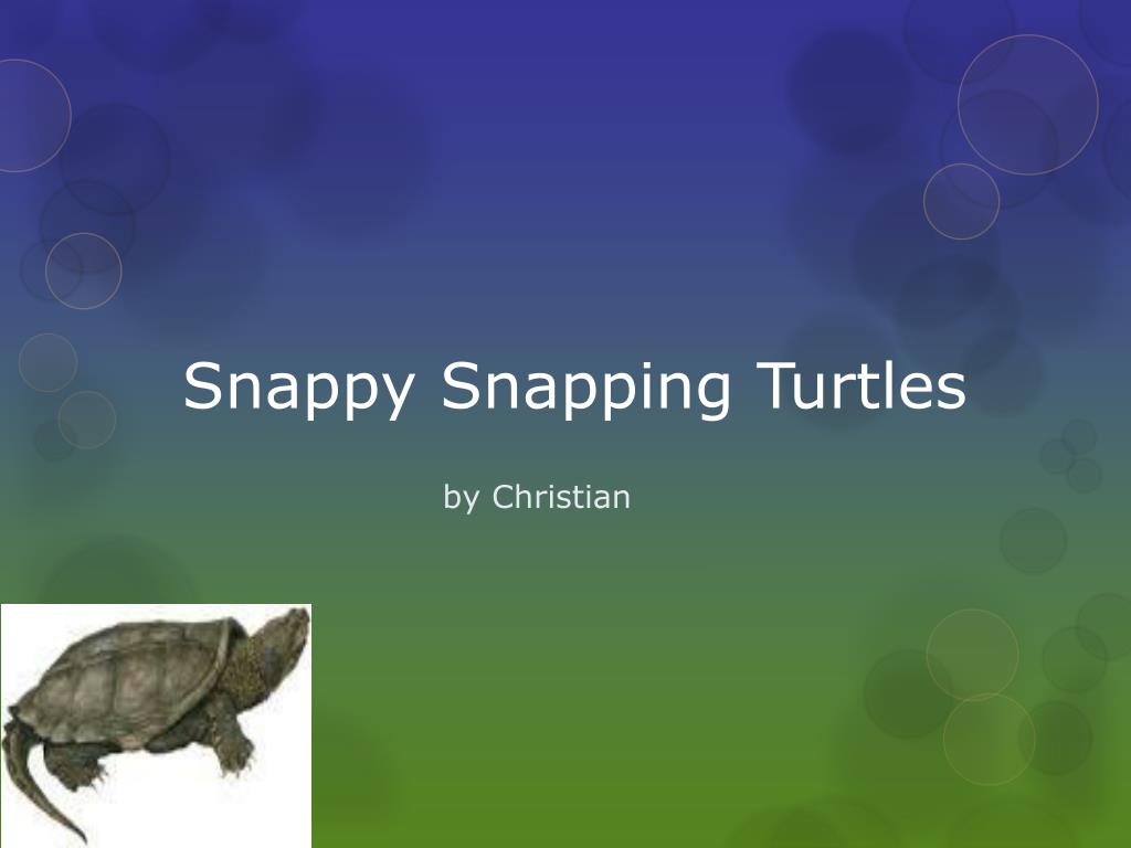 PPT - Snappy Snapping Turtles PowerPoint Presentation, free download - ID:2181243