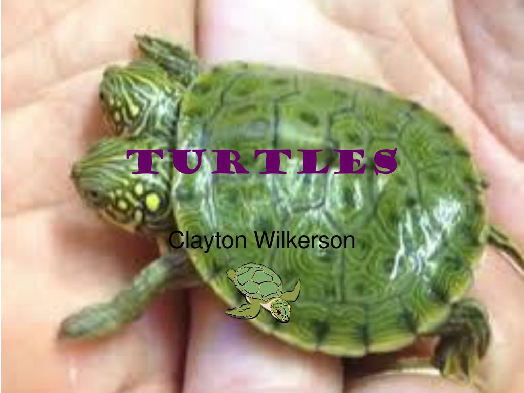 PPT - Turtles PowerPoint Presentation, free download - ID:2181432