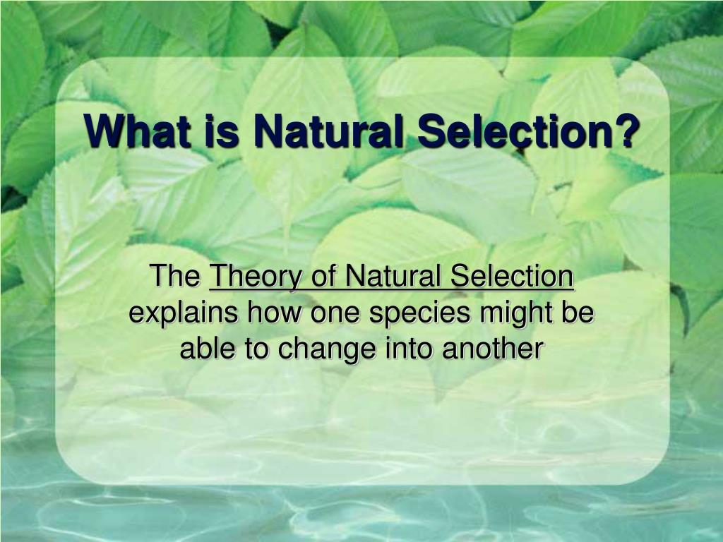 PPT - What is Natural Selection? PowerPoint Presentation, free download ...