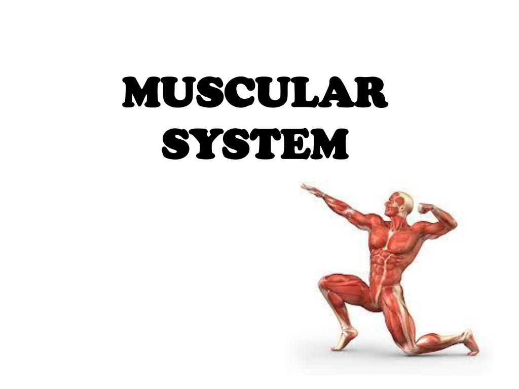 PPT - MUSCULAR SYSTEM PowerPoint Presentation, free download - ID:2181672