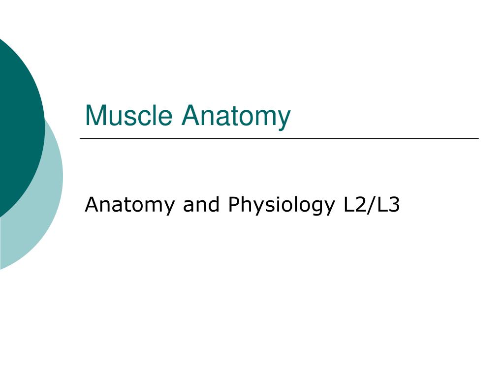 PPT - Muscle Anatomy PowerPoint Presentation, free download - ID:2181673