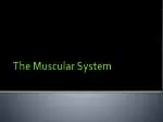 PPT - Unit 3: The Muscular System Lab 3: Muscle Physiology PowerPoint ...