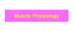PPT - Smooth Muscle Physiology PowerPoint Presentation, free download ...