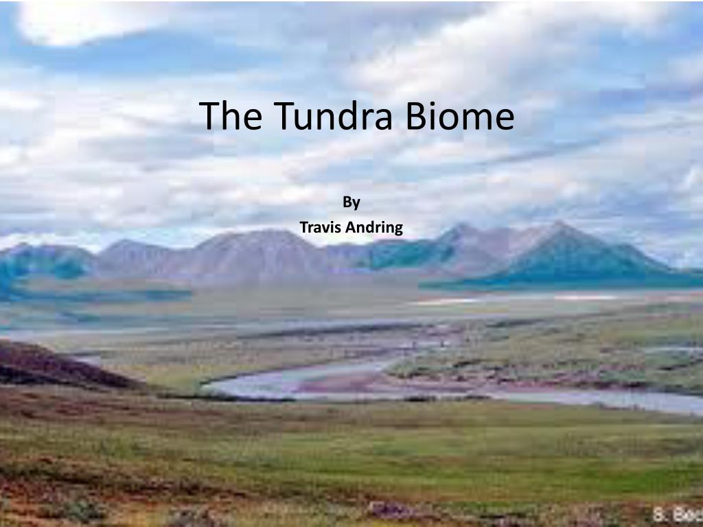 PPT - The Tundra Biome PowerPoint Presentation, free download - ID:2181872