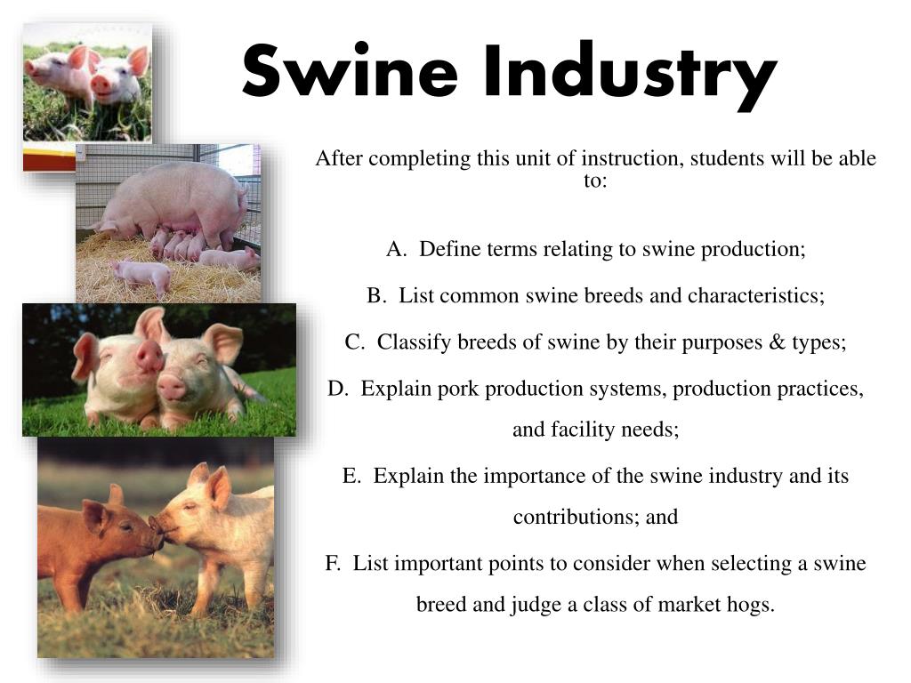 PPT - Swine Industry PowerPoint Presentation, free download - ID:2181874
