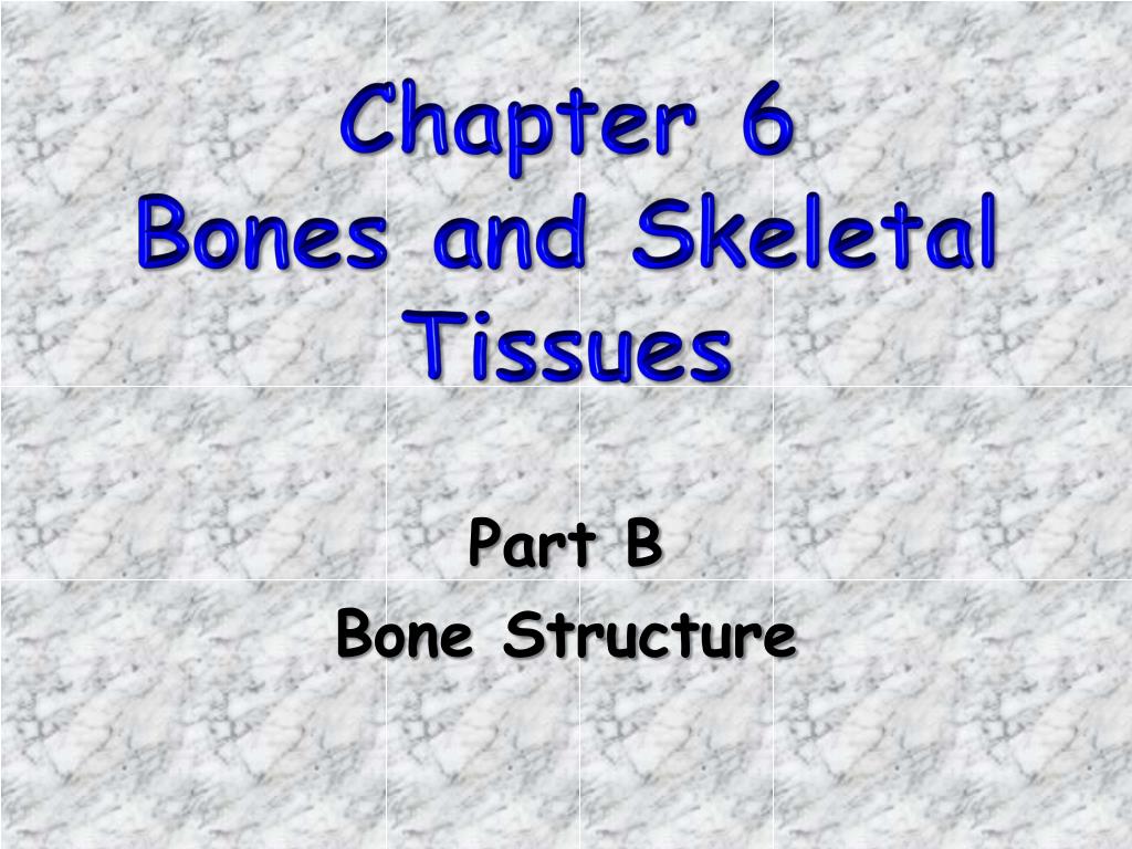 PPT - Chapter 6 Bones and Skeletal Tissues PowerPoint Presentation ...