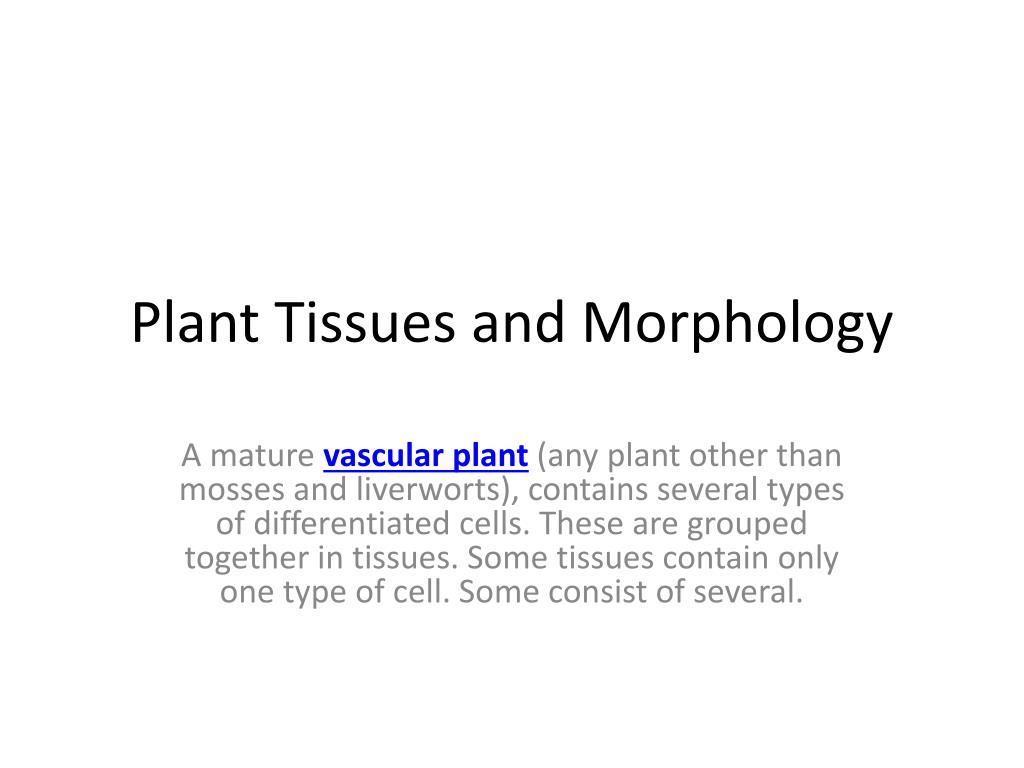 PPT - Plant Tissues and Morphology PowerPoint Presentation, free ...