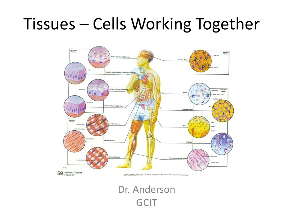 PPT - Tissues – Cells Working Together PowerPoint Presentation, free ...