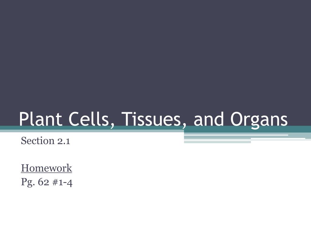 PPT - Plant Cells, Tissues, and Organs PowerPoint Presentation, free ...