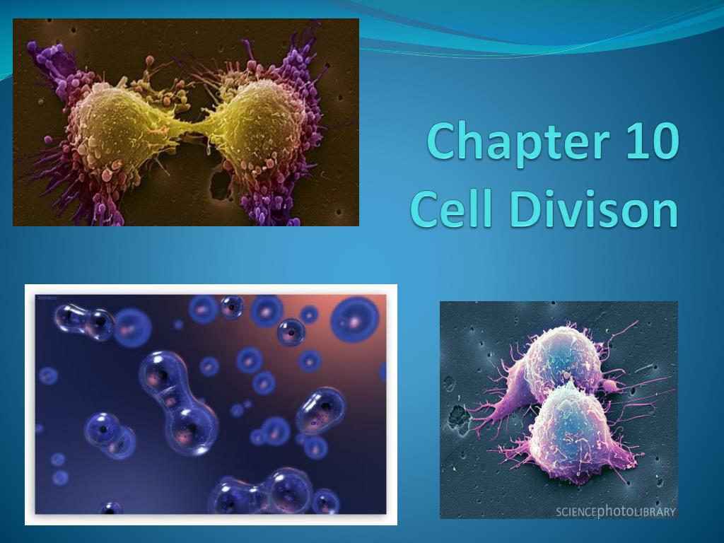 PPT - Chapter 10 Cell Divison PowerPoint Presentation, free download ...