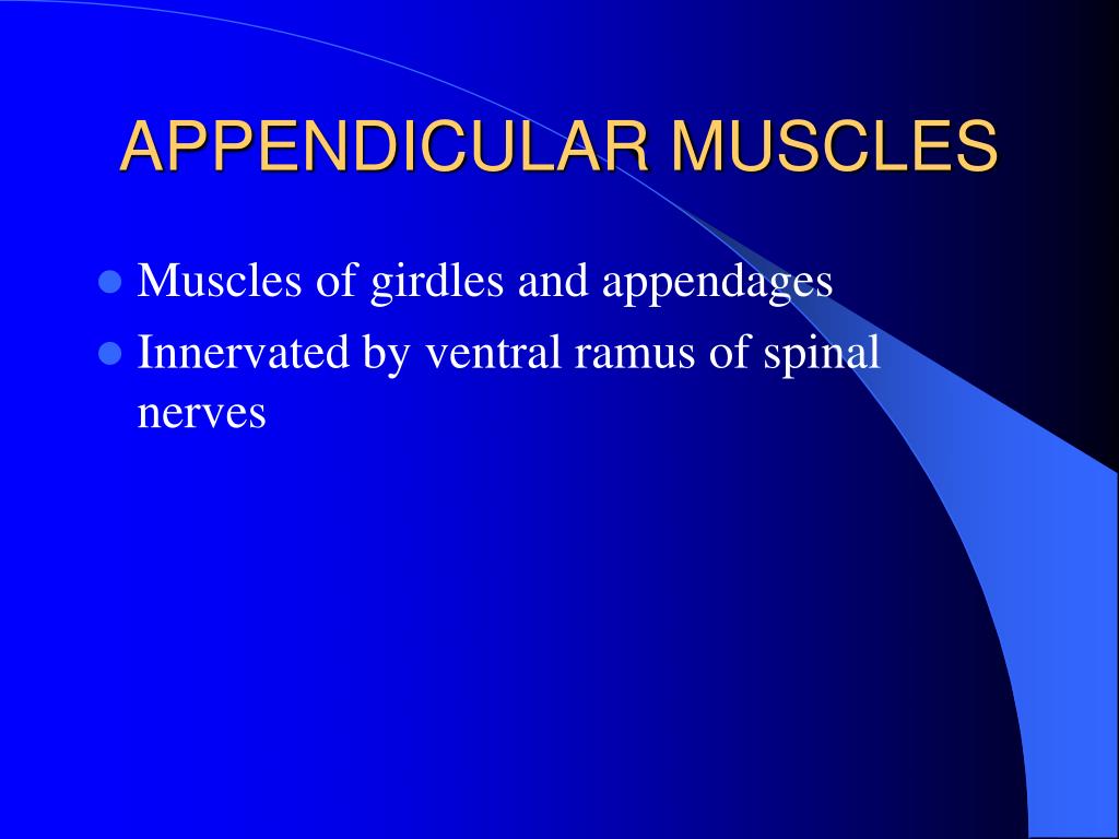 PPT - APPENDICULAR MUSCLES PowerPoint Presentation, free download - ID ...