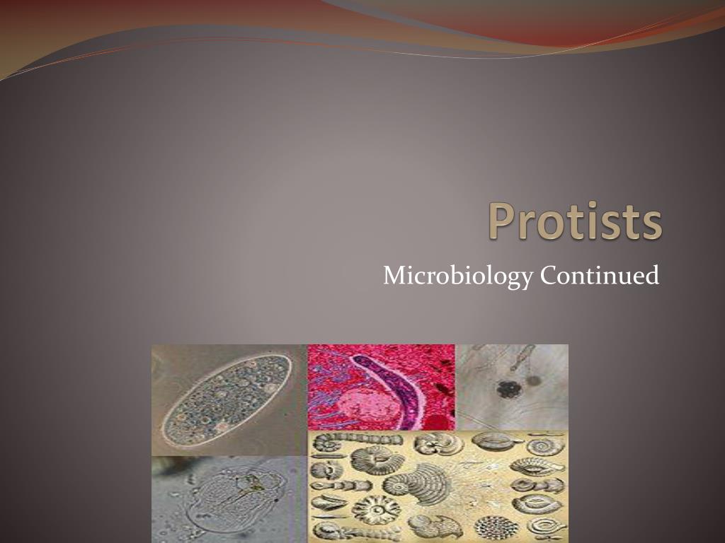PPT - Protists PowerPoint Presentation, free download - ID:2185716