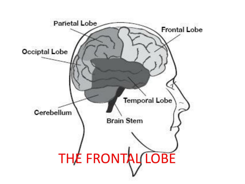 PPT - THE FRONTAL LOBE PowerPoint Presentation, free download - ID:2185871