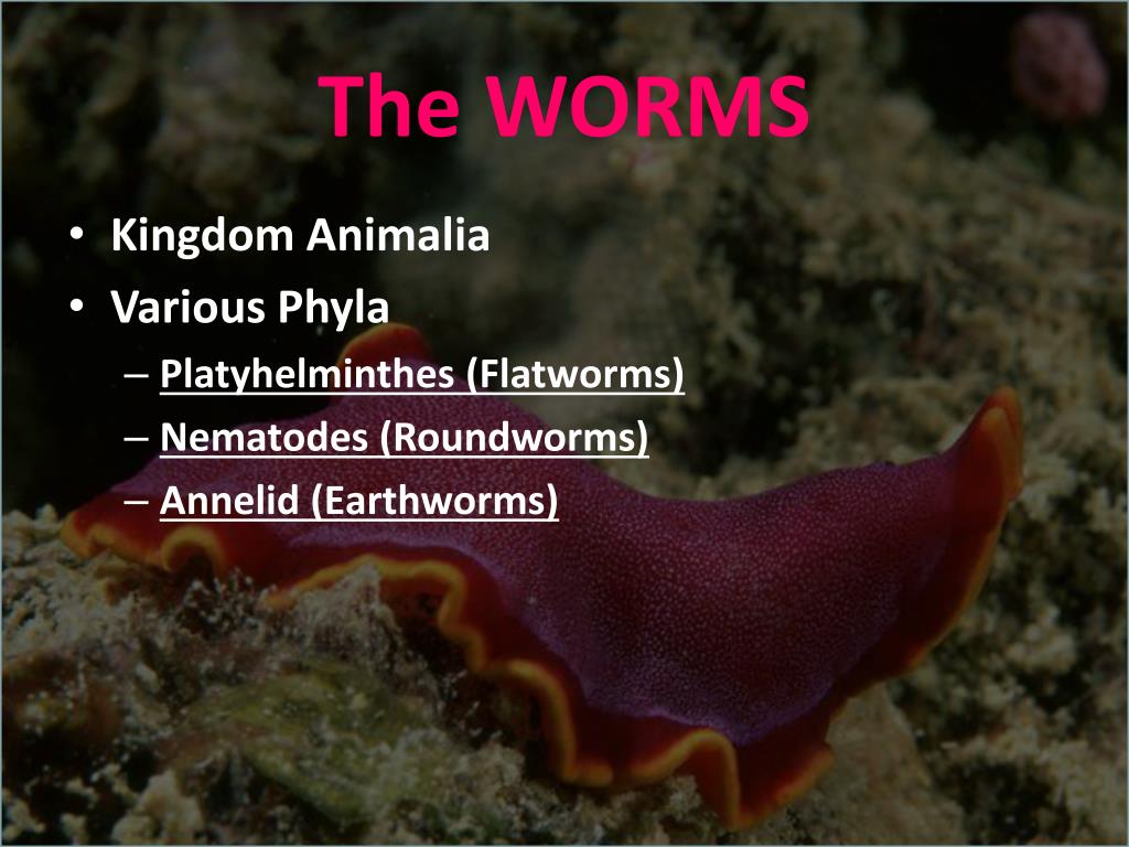 PPT - The WORMS PowerPoint Presentation, free download - ID:2185886
