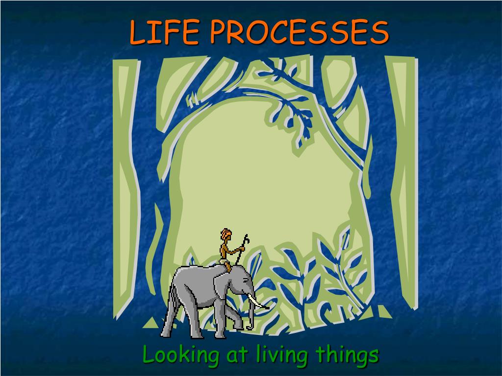 PPT - LIFE PROCESSES PowerPoint Presentation, free download - ID:2187575