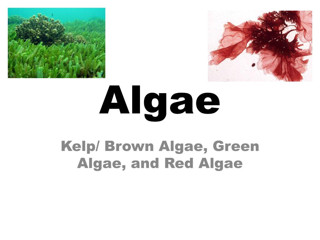 PPT - Algae PowerPoint Presentation, free download - ID:2189520