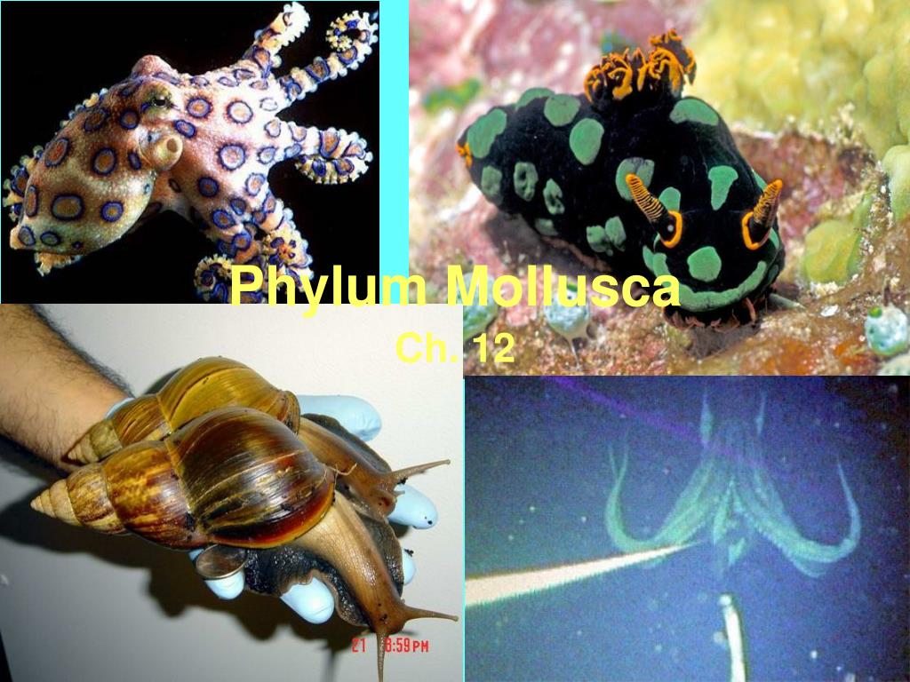 PPT - Phylum Mollusca PowerPoint Presentation, free download - ID:2190209