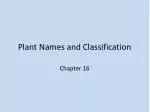 PPT - Plant Classification PowerPoint Presentation, free download - ID ...