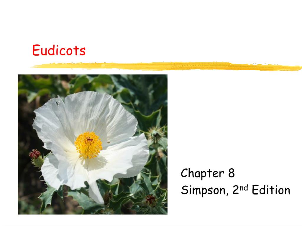 PPT - Eudicots PowerPoint Presentation, free download - ID:2191365
