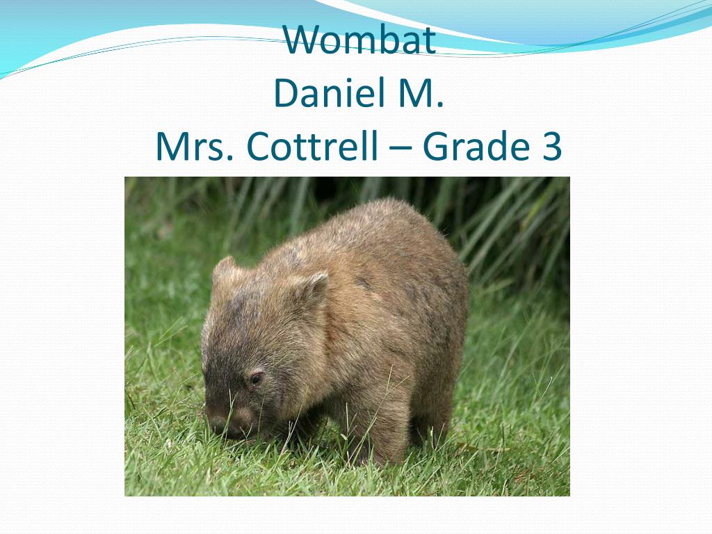 PPT - Wombat Daniel M. Mrs. Cottrell – Grade 3 PowerPoint Presentation ...
