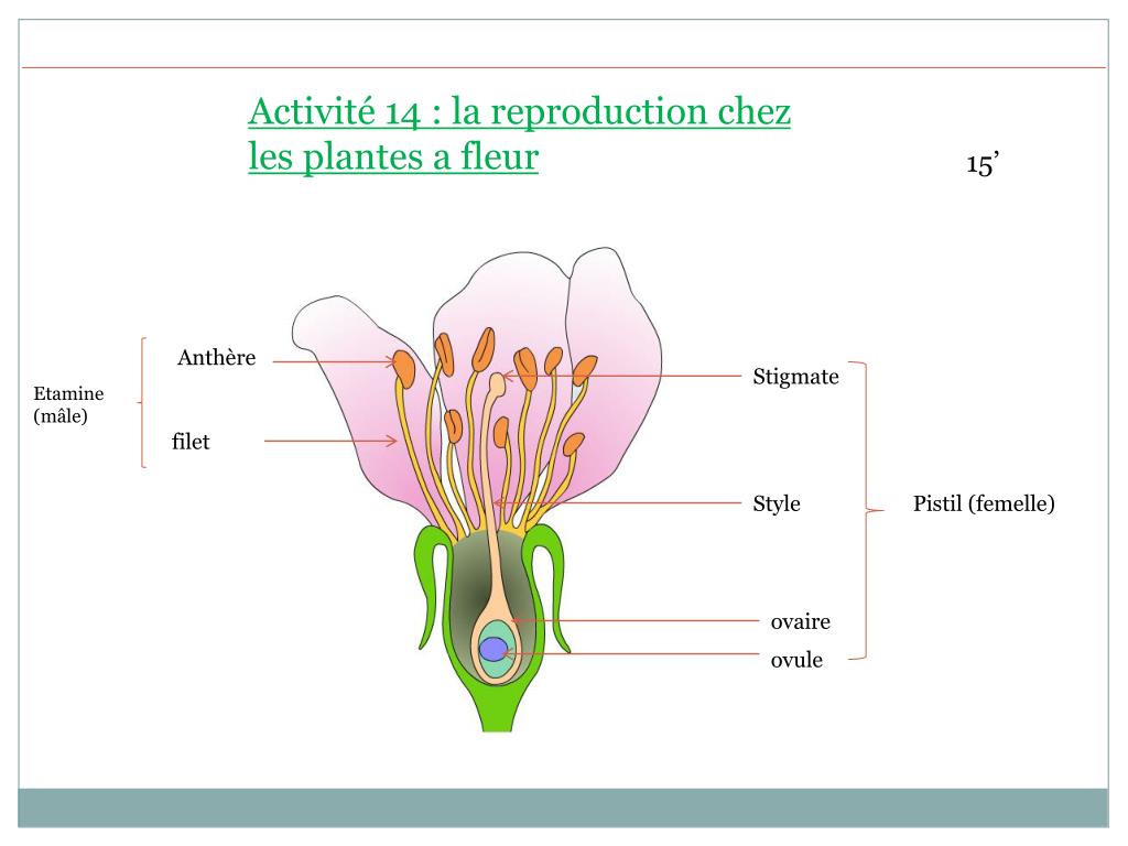 PPT - Activité 14 : la reproduction chez les plantes a fleur PowerPoint ...