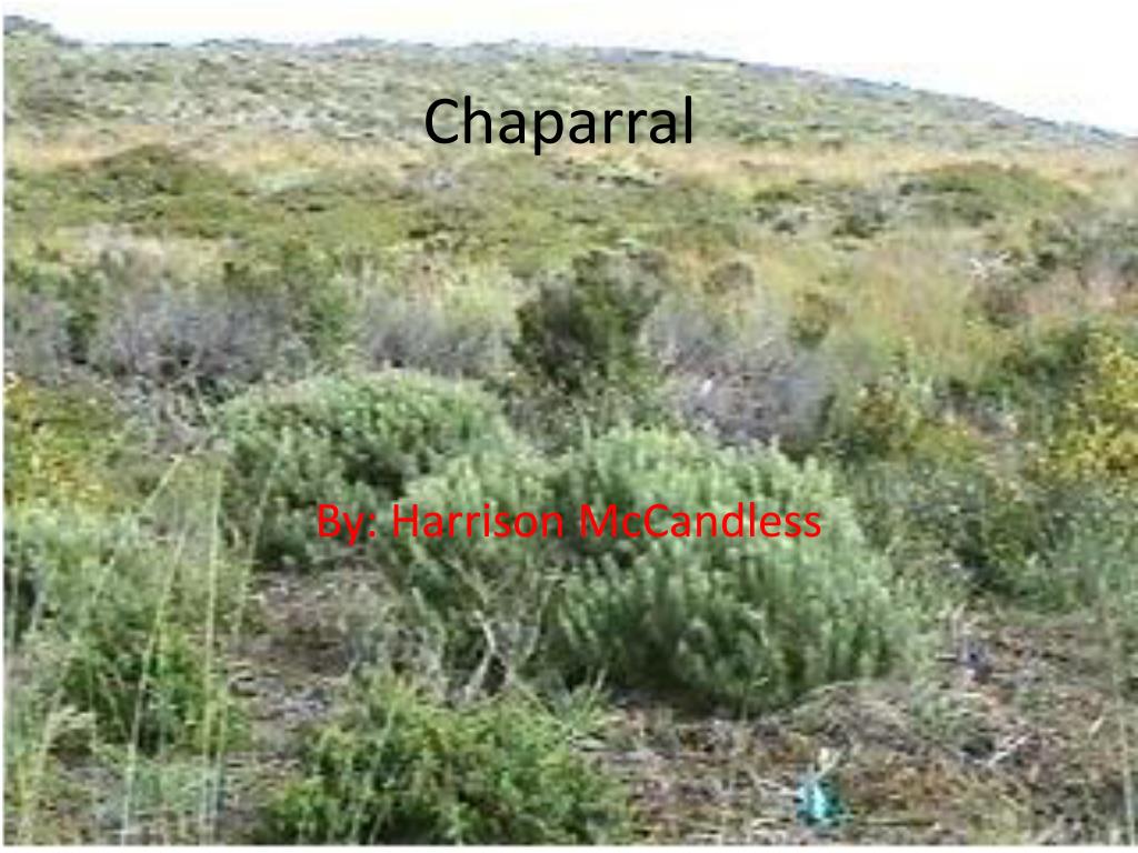 PPT - Chaparral PowerPoint Presentation, free download - ID:2194511