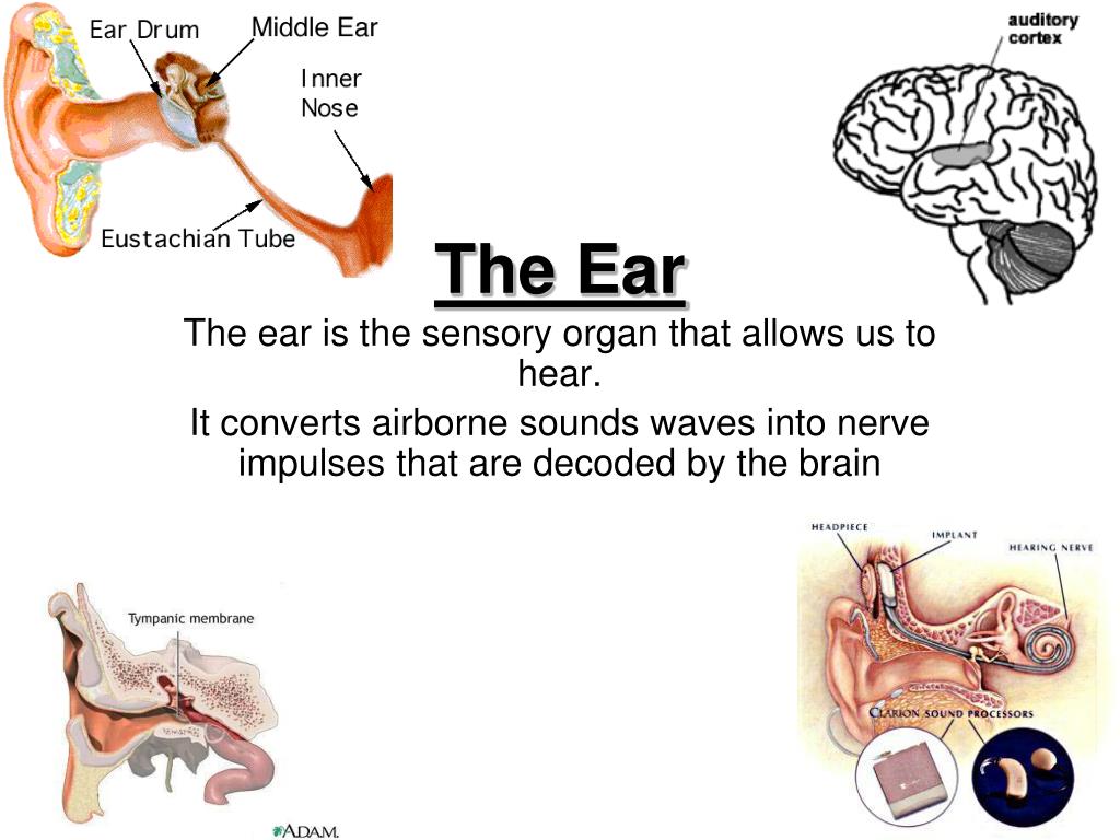 PPT - The Ear PowerPoint Presentation, free download - ID:2196800