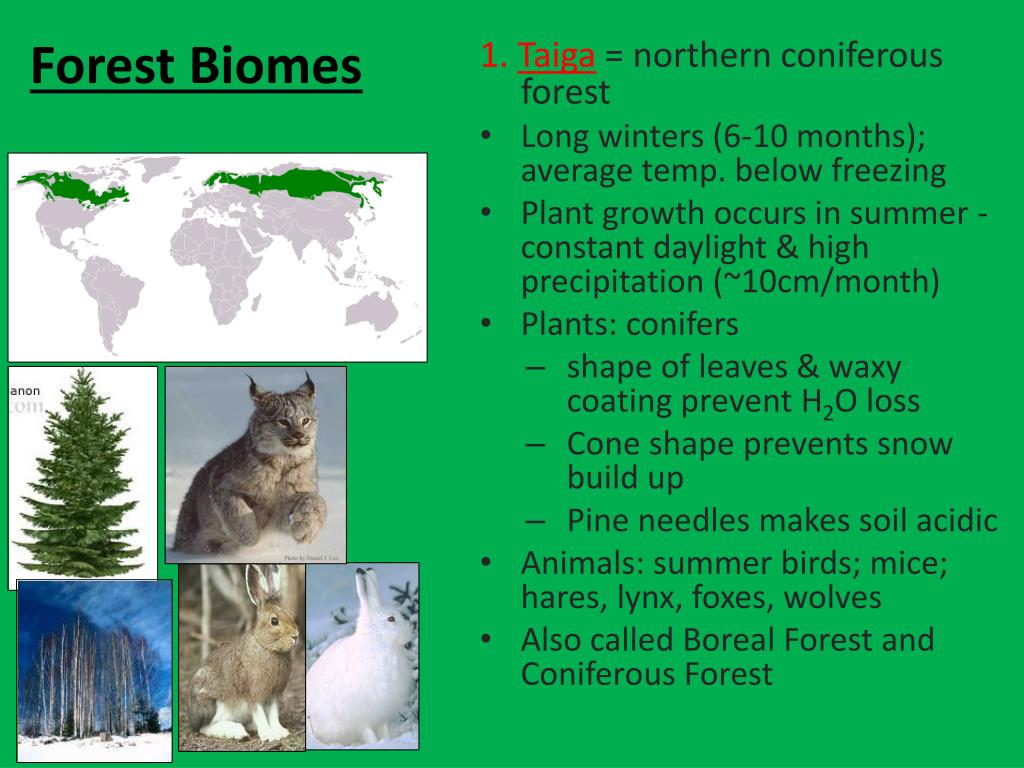 PPT - Forest Biomes PowerPoint Presentation, free download - ID:2197459