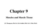 PPT - Chapter 7: The Muscle system PowerPoint Presentation, free ...