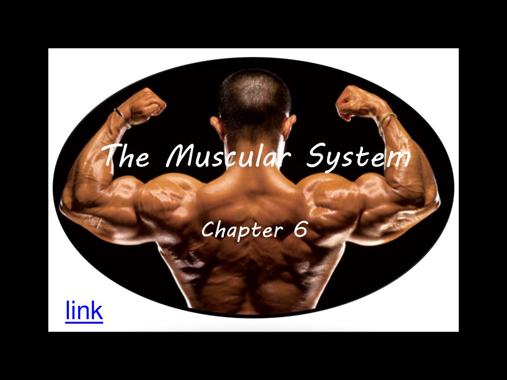 PPT - The Muscular System PowerPoint Presentation, free download - ID ...
