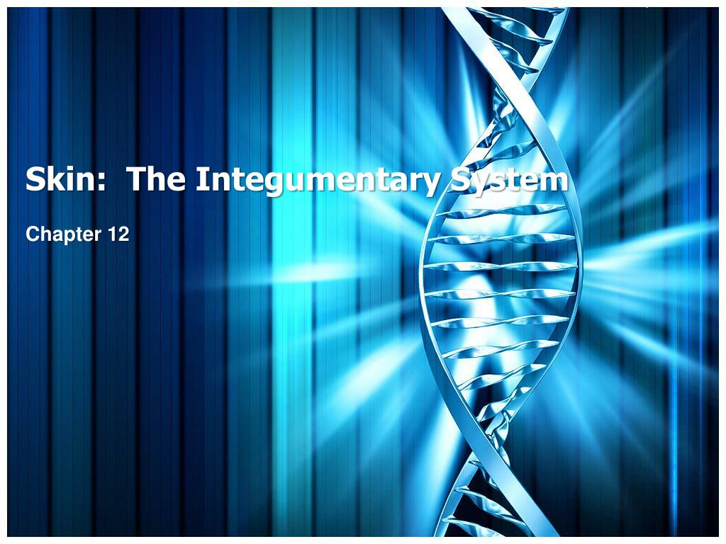 PPT - Skin: The Integumentary System PowerPoint Presentation, free ...