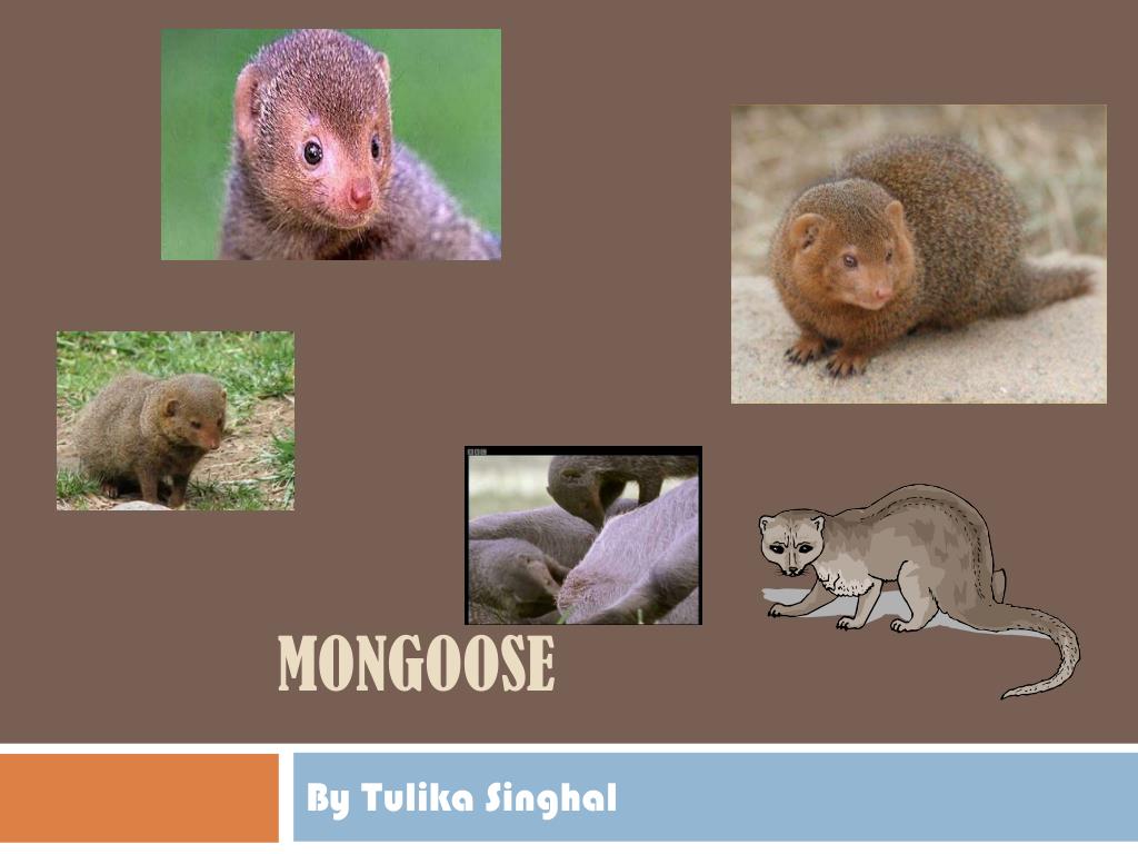 PPT - Mongoose PowerPoint Presentation, free download - ID:2206050