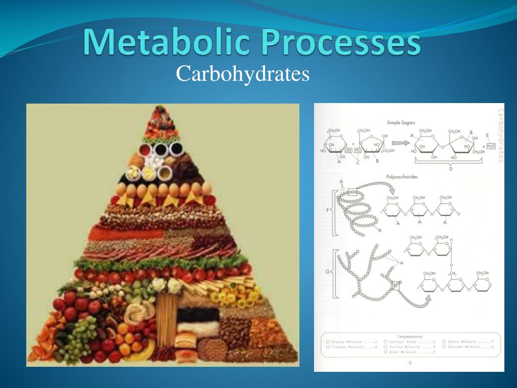 PPT - Metabolic Processes PowerPoint Presentation, free download - ID ...