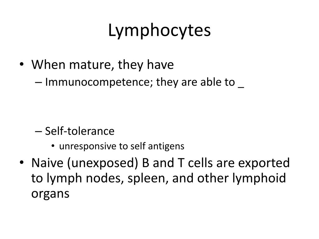 PPT - Lymphocytes PowerPoint Presentation, free download - ID:2207536